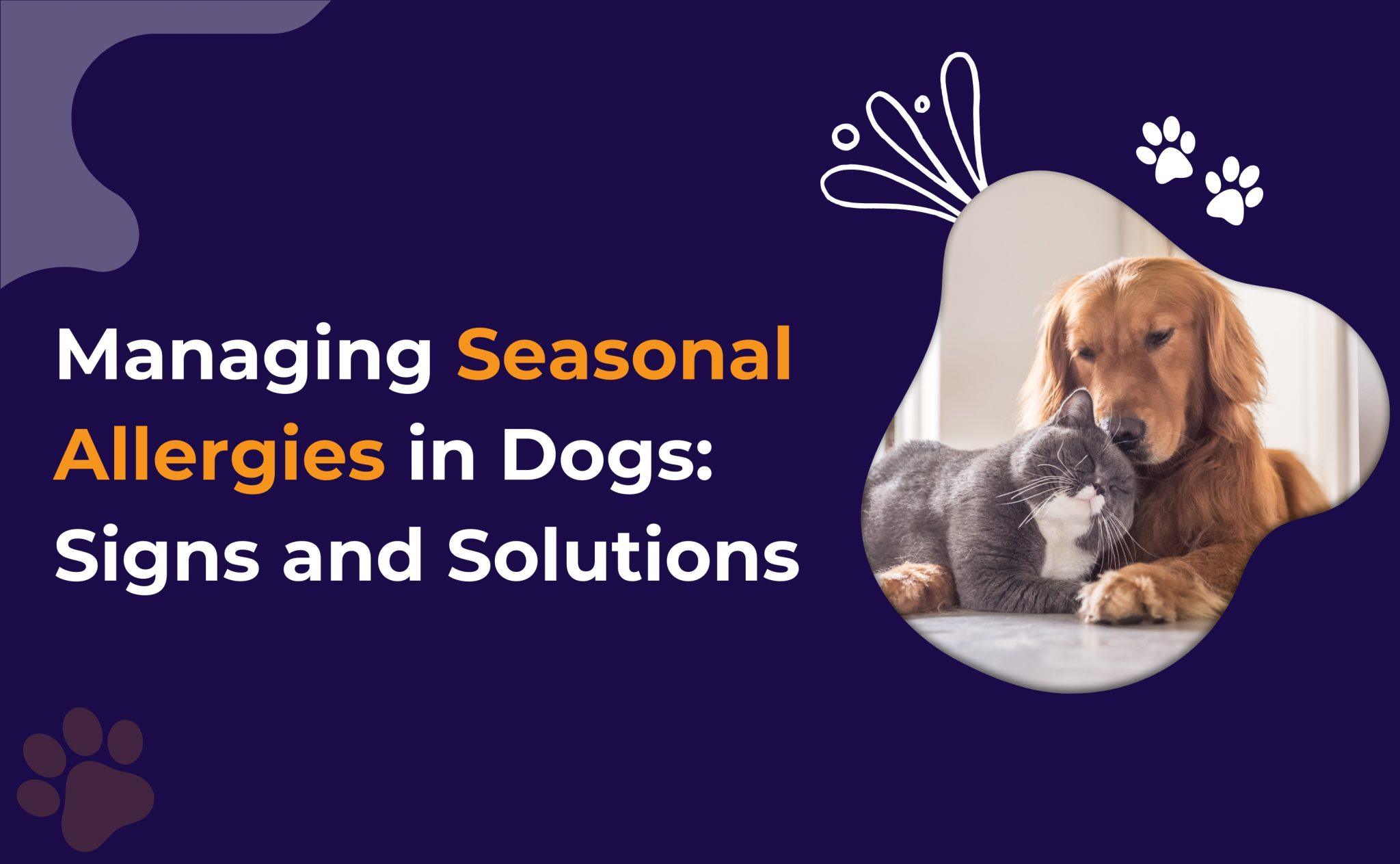 Managing Seasonal Allergies in Dogs: Signs and Solutions